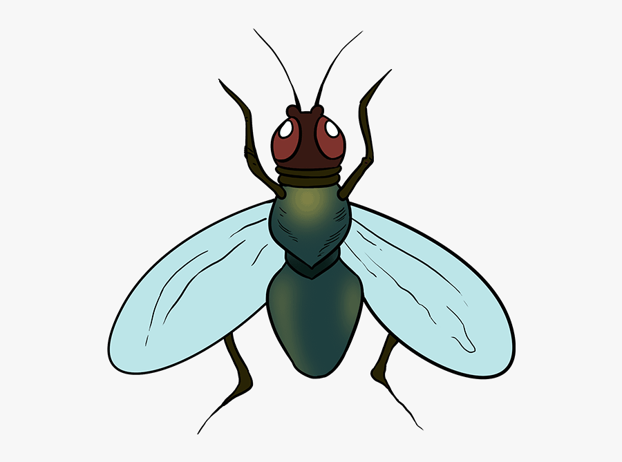 Transparent Fly Png - Fly Draw , Free Transparent Clipart - ClipartKey