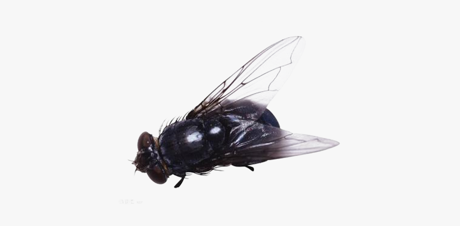 Flies Clipart House Fly - Fly No Background , Free Transparent Clipart ...
