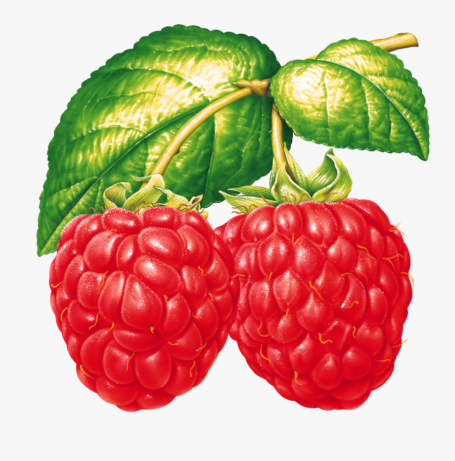 Rraspberry Png Image - Red Raspberry Clipart , Free Transparent Clipart ...