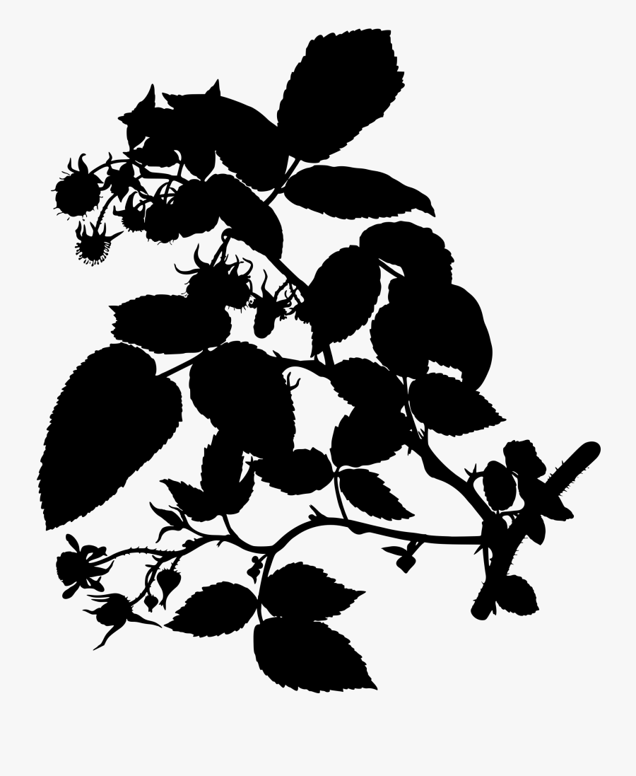 Raspberry Clip Arts - Red Raspberry Leaf Drawing , Free Transparent ...