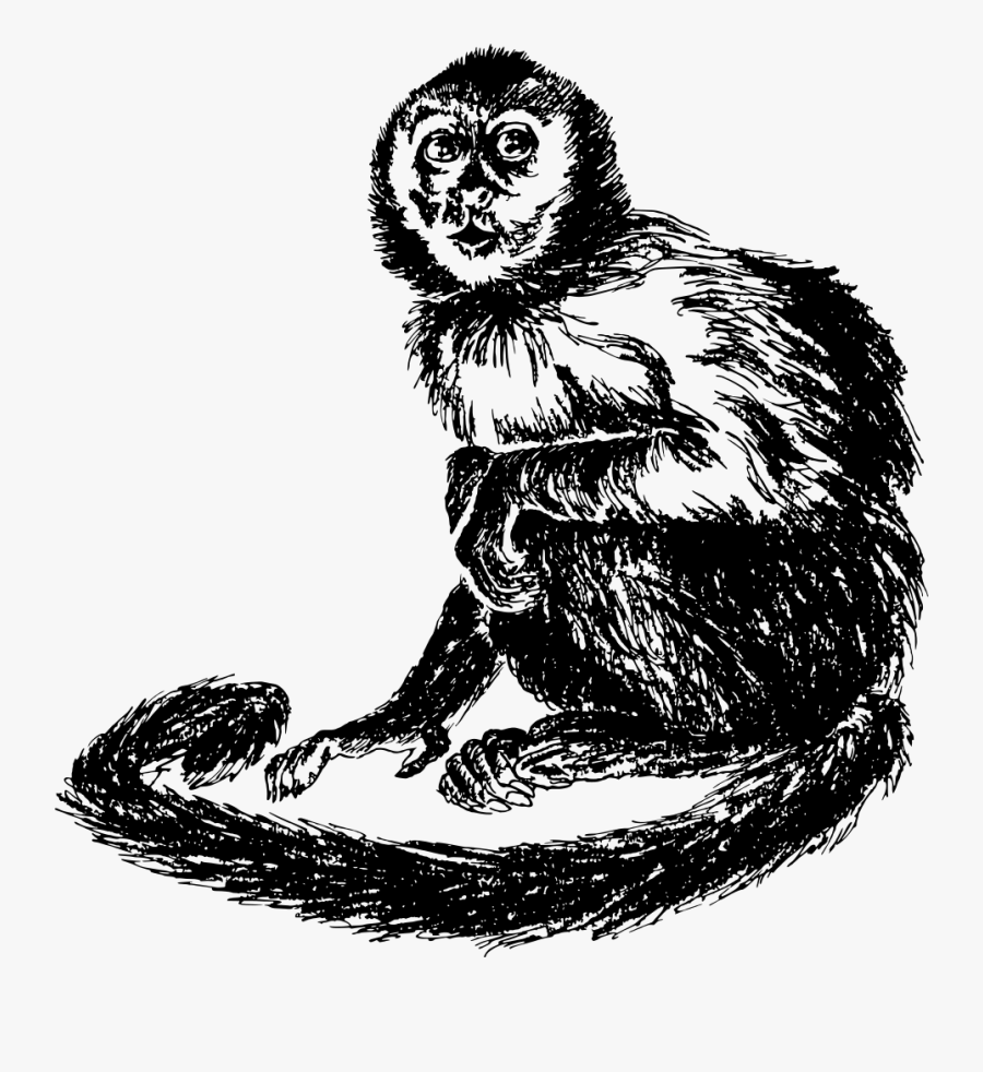 Owl,wildlife,sloth - Drawing Capuchin , Free Transparent Clipart ...