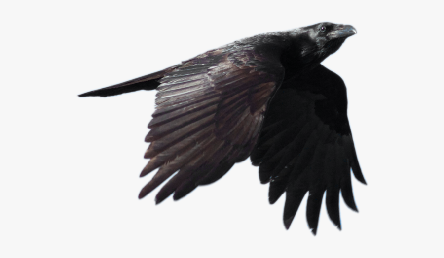 Crow Flying Transparent Background , Free Transparent Clipart - ClipartKey
