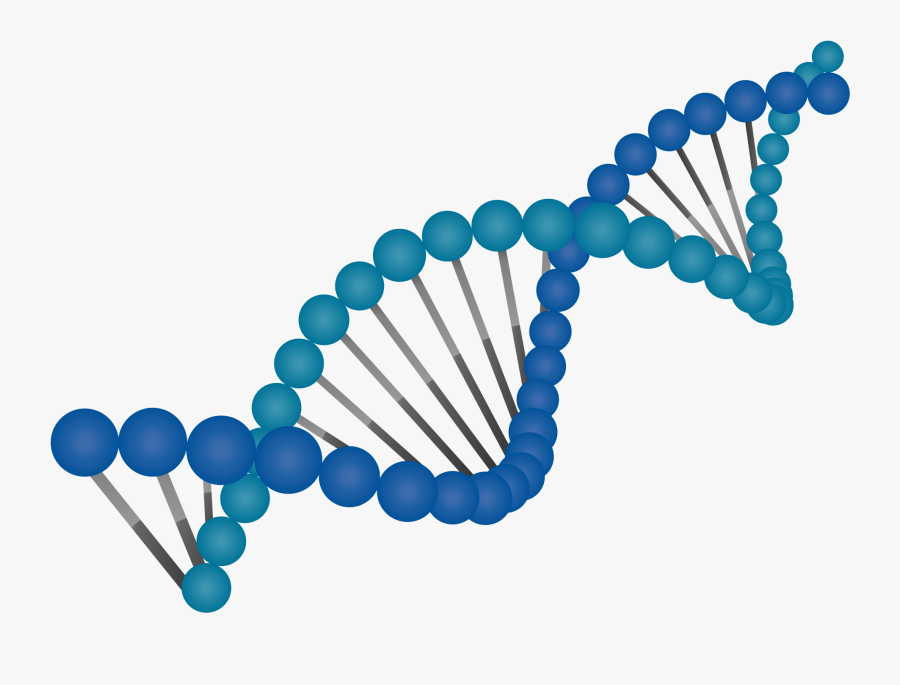 Dna , Free Transparent Clipart - ClipartKey