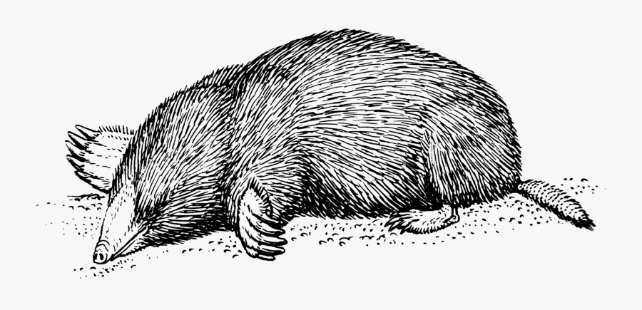 Mole Drawing , Free Transparent Clipart - ClipartKey