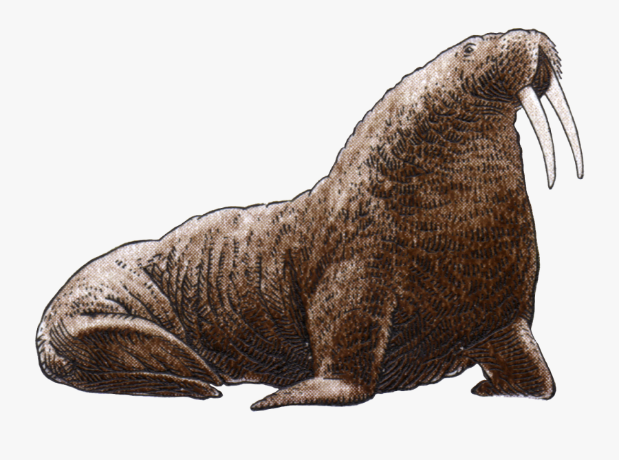 Walrus Png , Free Transparent Clipart - ClipartKey