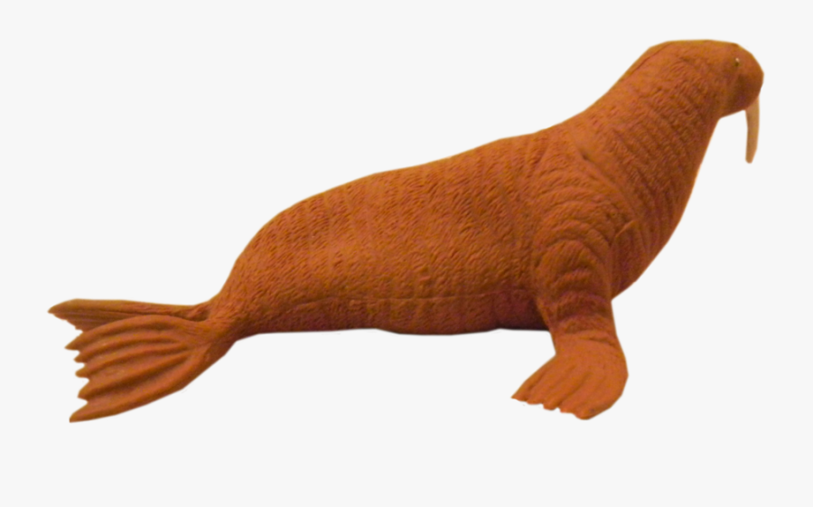 Walrus Hd Png Pluspng Clipart , Png Download - Fish , Free Transparent ...