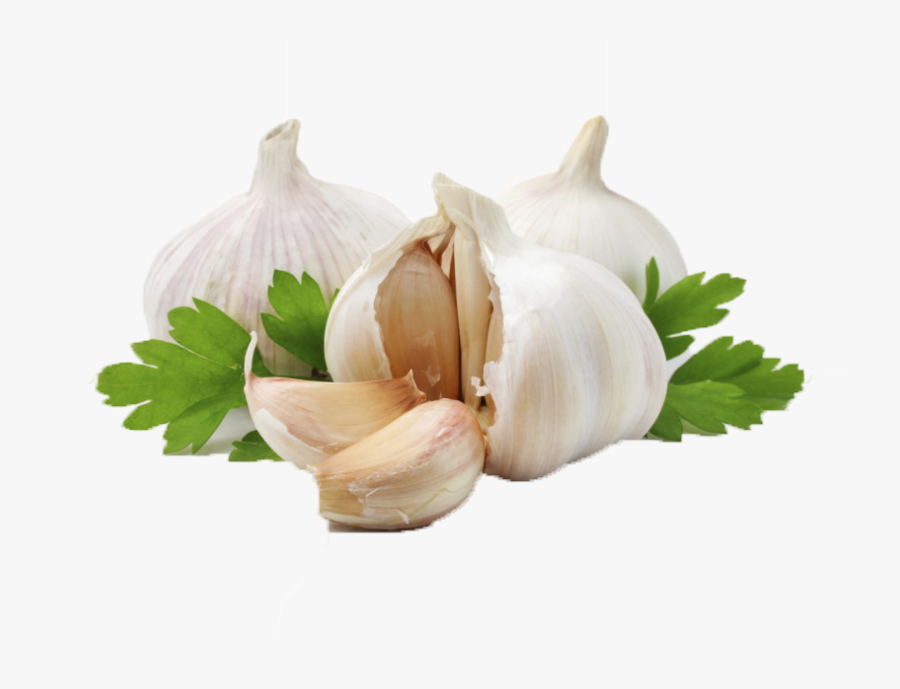 Garlic In White Background , Free Transparent Clipart - ClipartKey