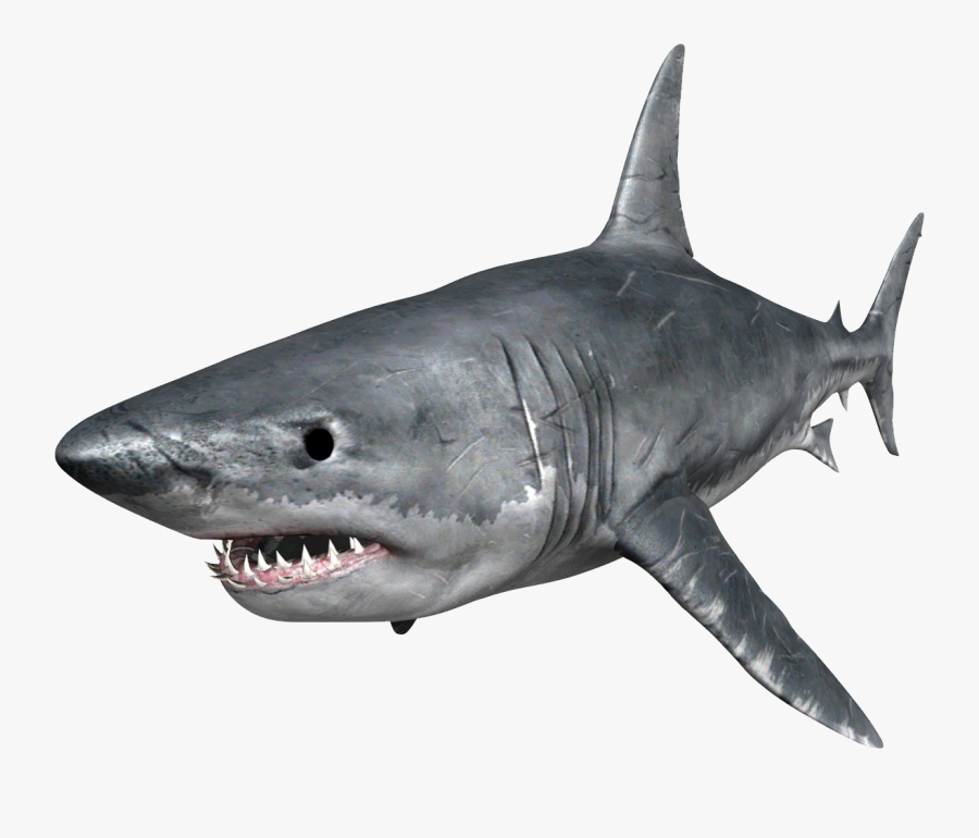 Transparent Sharks Clipart - Shark Transparent Background , Free ...