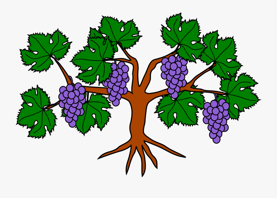 Transparent Grapevine Png - Part Of The Grape Tree Clipart , Free Transparent Clipart - ClipartKey