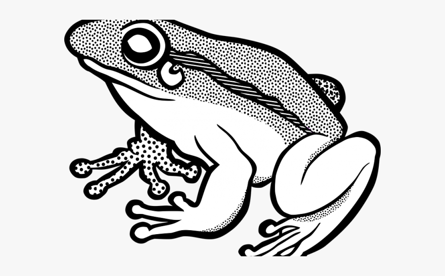 Toad Clipart Katak - Draw A Spadefoot Toad , Free Transparent Clipart ...