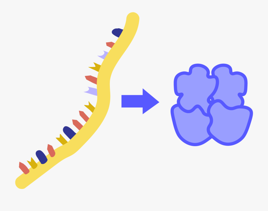 Image Of Translation - Rna Translation Clipart , Free Transparent ...
