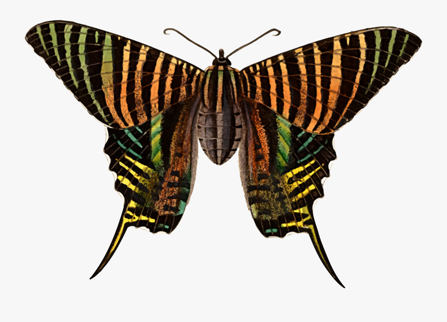 Butterfly,symmetry,moth - Urania Moth , Free Transparent Clipart ...