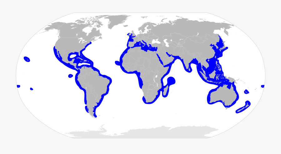 Hammerhead Shark Migration Map - False Killer Whale Range , Free ...