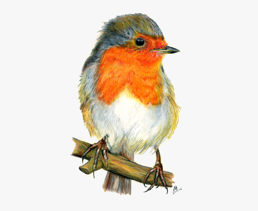 Clip Art Breast Native British Garden - Red Breasted Robin Drawing ...