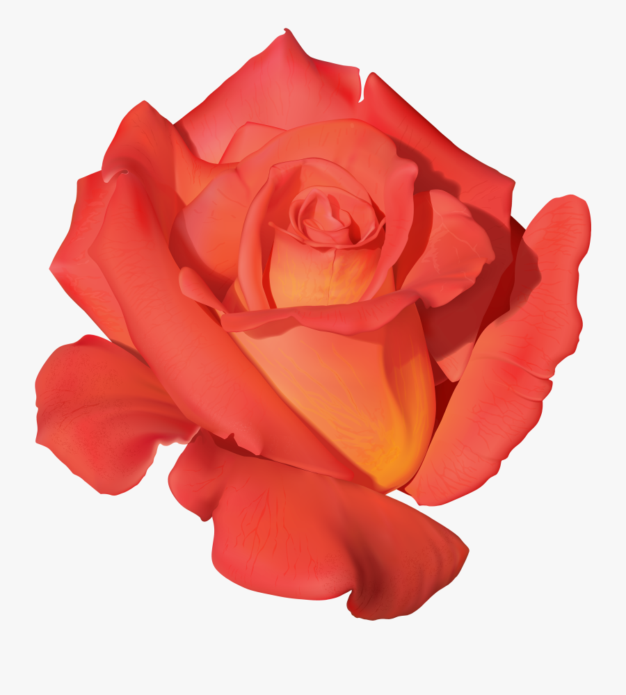 Orange Rose Png Clipart - Red Orange Rose Transparent Background , Free ...