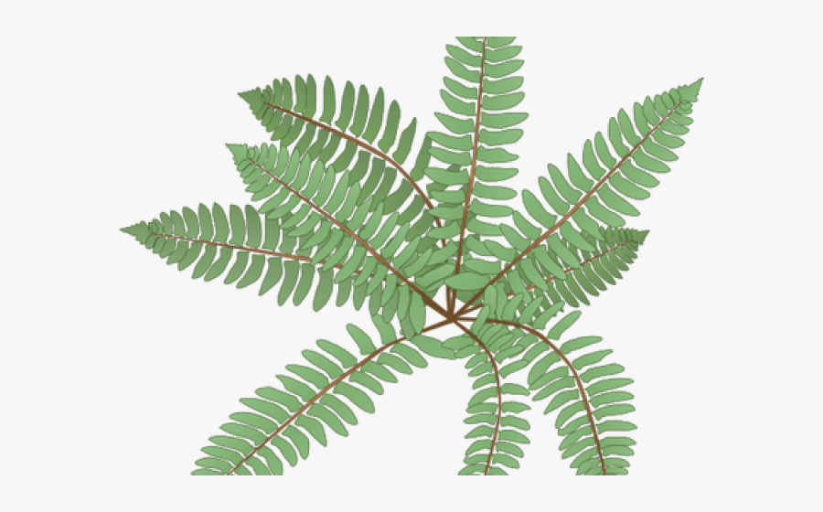 Transparent Ferns Clipart - Fern , Free Transparent Clipart - ClipartKey