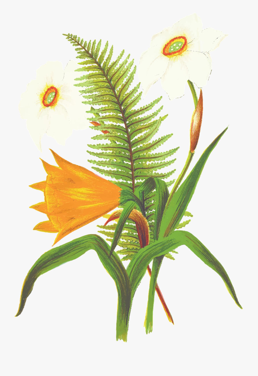 Fern Flower Drawing , Free Transparent Clipart - ClipartKey