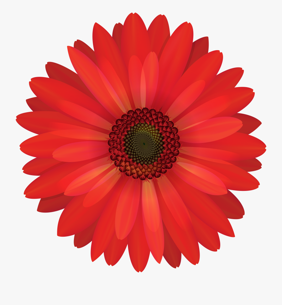 Clip Art Red Flowers Clipart - Red Daisy Png , Free Transparent Clipart ...