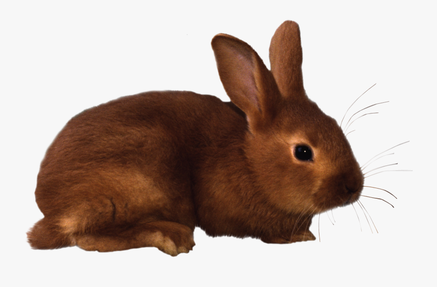 Rabbit Transparent Clipart , Free Transparent Clipart - ClipartKey