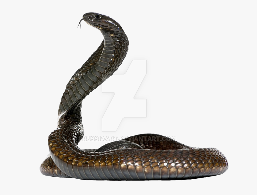 Download Snake Png Clipart - Cobra Snake Side View , Free Transparent ...