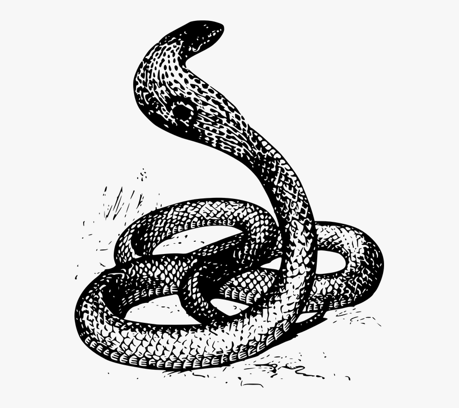 Drawn Snake Angry Snake Free Collection - Snake Drawing Png , Free ...