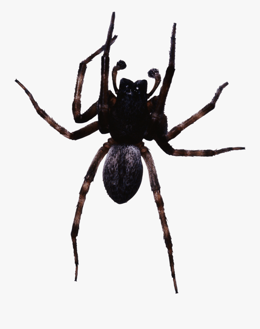 Arachnid Clipart Transparent Background - Spider Transparent , Free ...