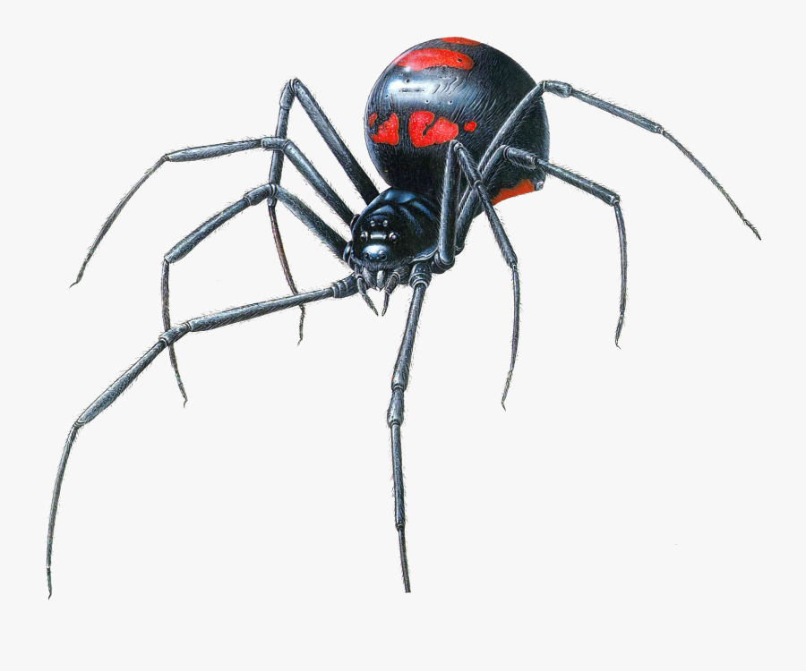 Spider Png Images Transparent Free Download , Free Transparent Clipart ...