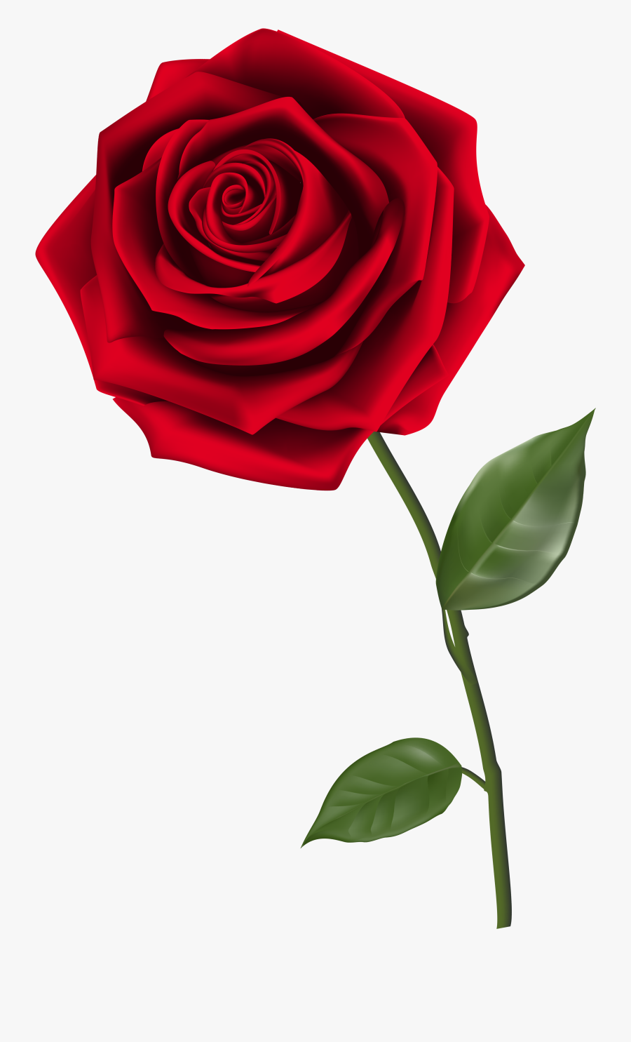 Red Rose No Background , Free Transparent Clipart - ClipartKey