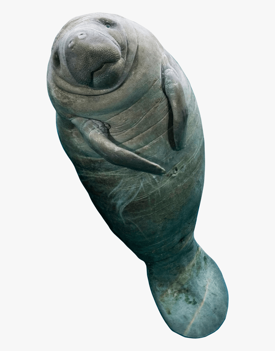 Manatee - Manatee Calf , Free Transparent Clipart - ClipartKey