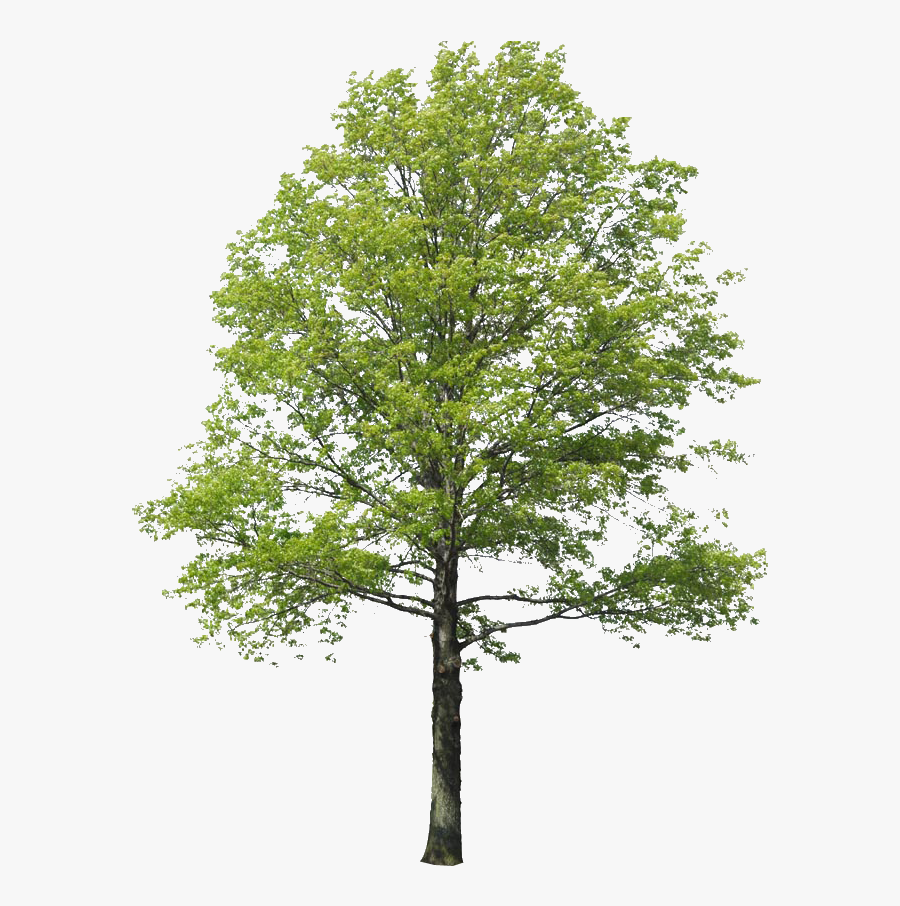 Populus Nigra Tree Rendering Arbol Landscape Clipart - Arboles Png Para ...