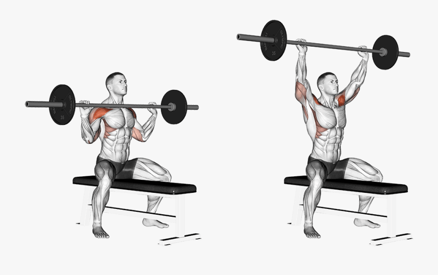 Seated Overhead Press Muscles Worked , Free Transparent Clipart ...