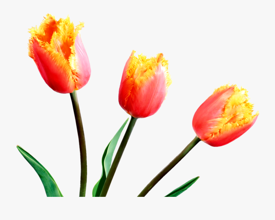 Spring Tulips Spring Flowers, Tulips, Clip Art, Tulips , Free ...