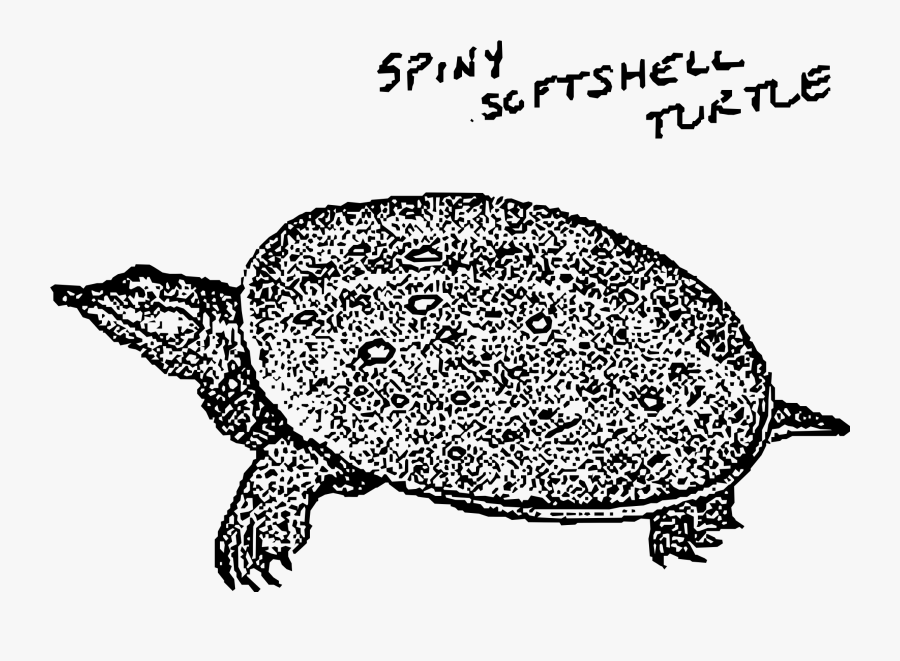 Photography - Spiny Softshell Turtle Drawing , Free Transparent Clipart ...
