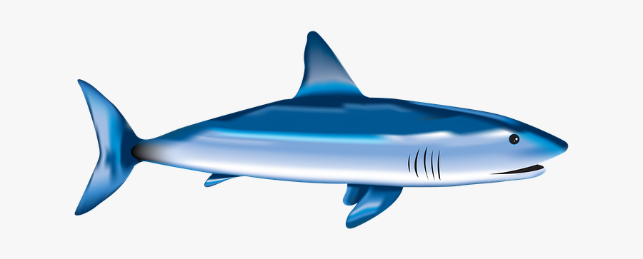 Fish, Shark, Sea, Underwater, Nature, Aquatic, Wild - Illustration ...