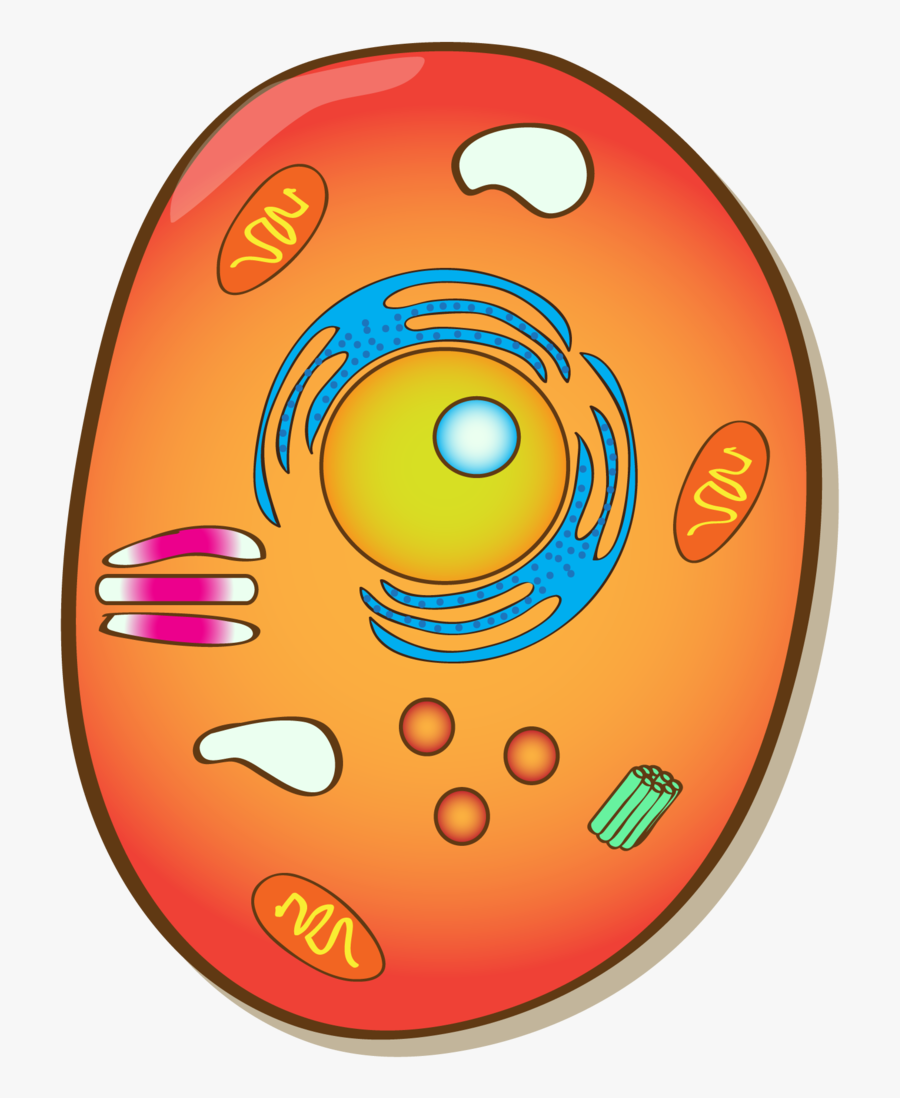 Animal Cells And Their Organelles - Circle , Free Transparent Clipart ...