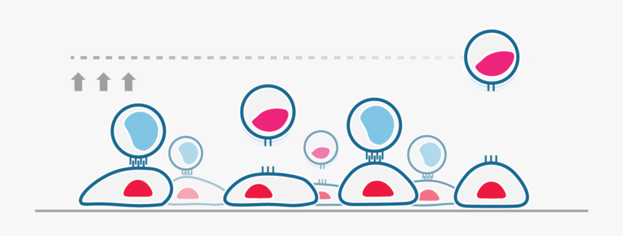 Cell Cell Interaction , Free Transparent Clipart - ClipartKey