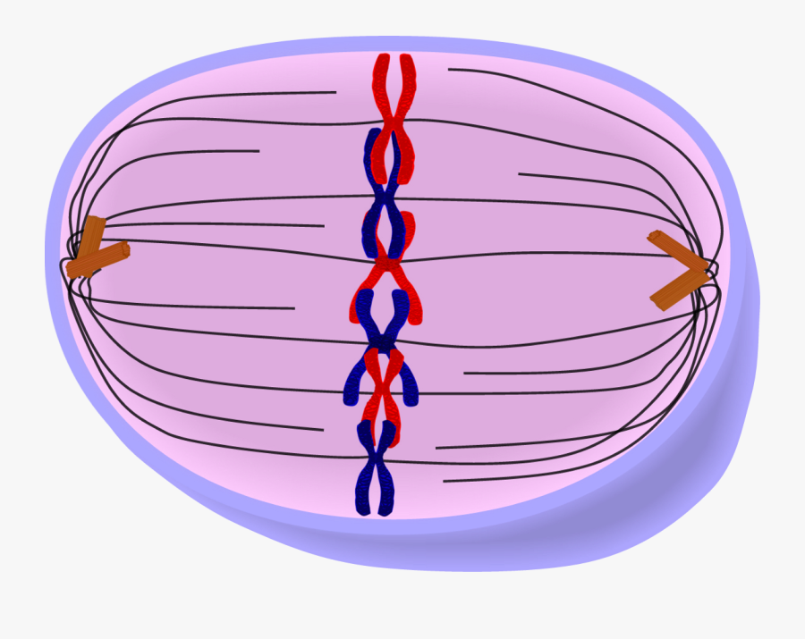 Edupic Cell Drawings Of - Cell Metaphase , Free Transparent Clipart ...
