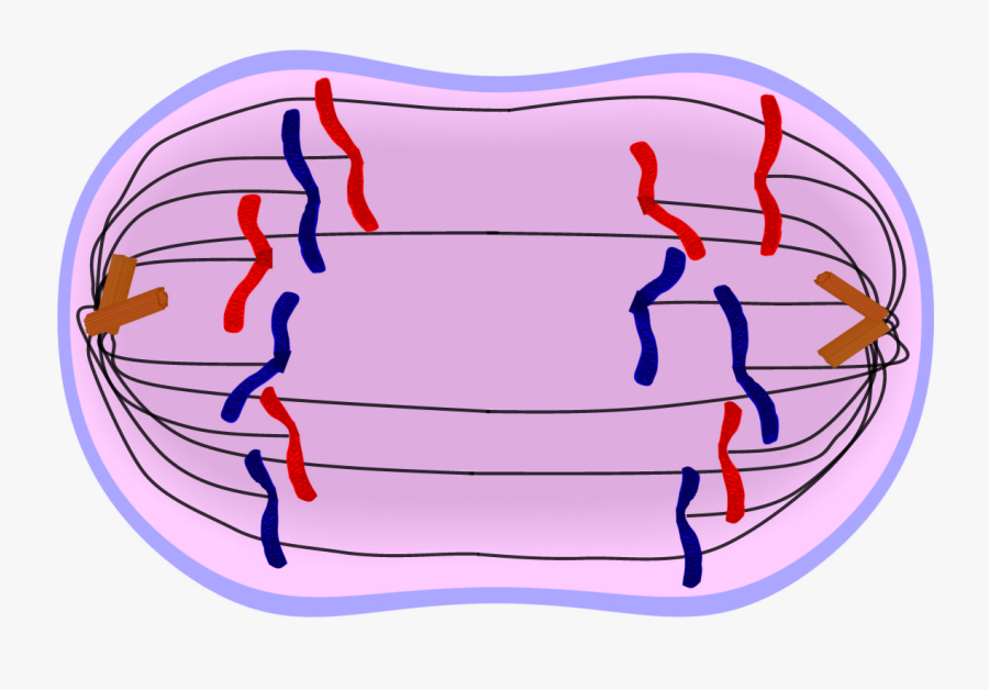 Anaphase Mitosis , Free Transparent Clipart - ClipartKey