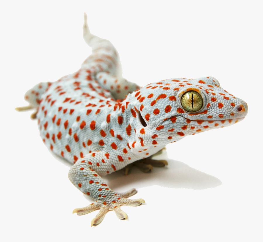 Png Royalty Free Download Critter Shop Allen Park - Tokay Gecko White ...