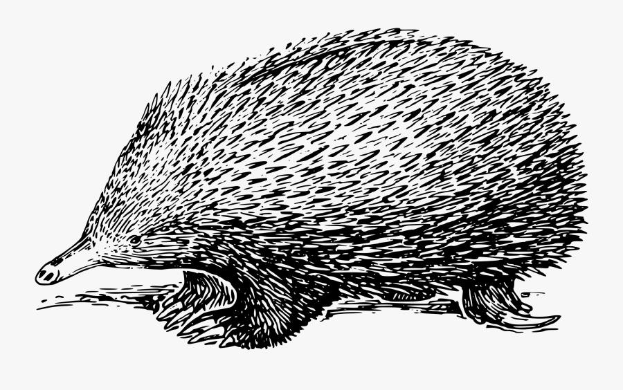 Echidna Clipart Black And White , Free Transparent Clipart - ClipartKey
