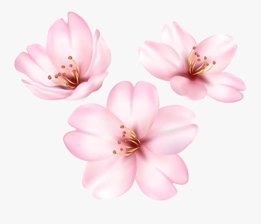 Spring Blooming Tree Flower Png Clip Art Image , Free Transparent ...