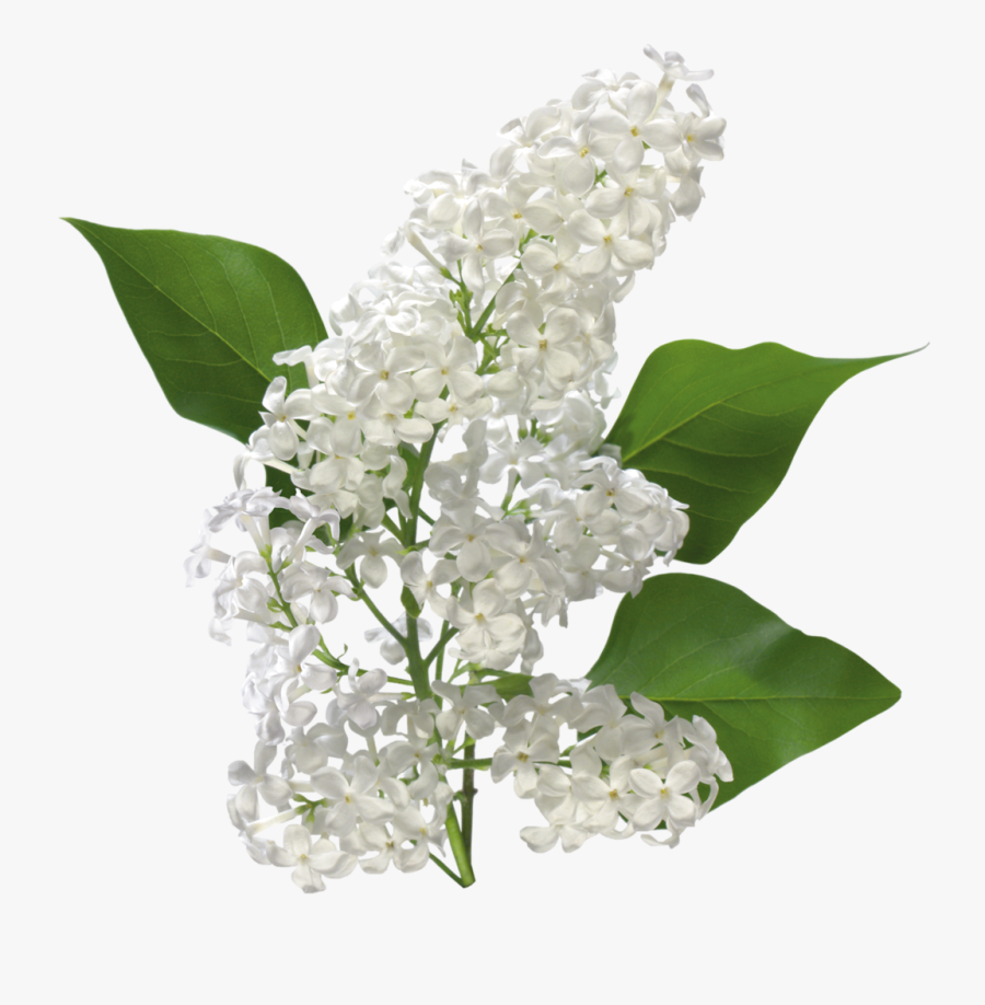 Transparent Background White Flowers Transparent , Free Transparent ...