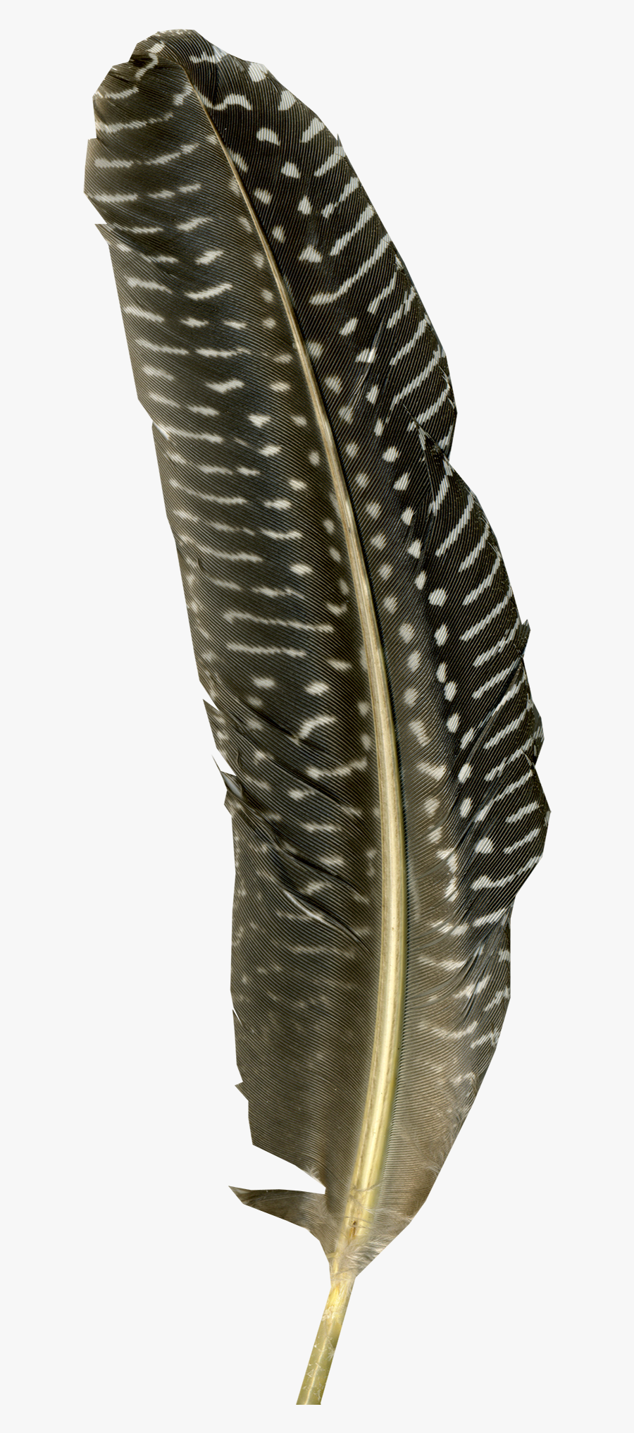 Feather Alpha , Free Transparent Clipart - ClipartKey