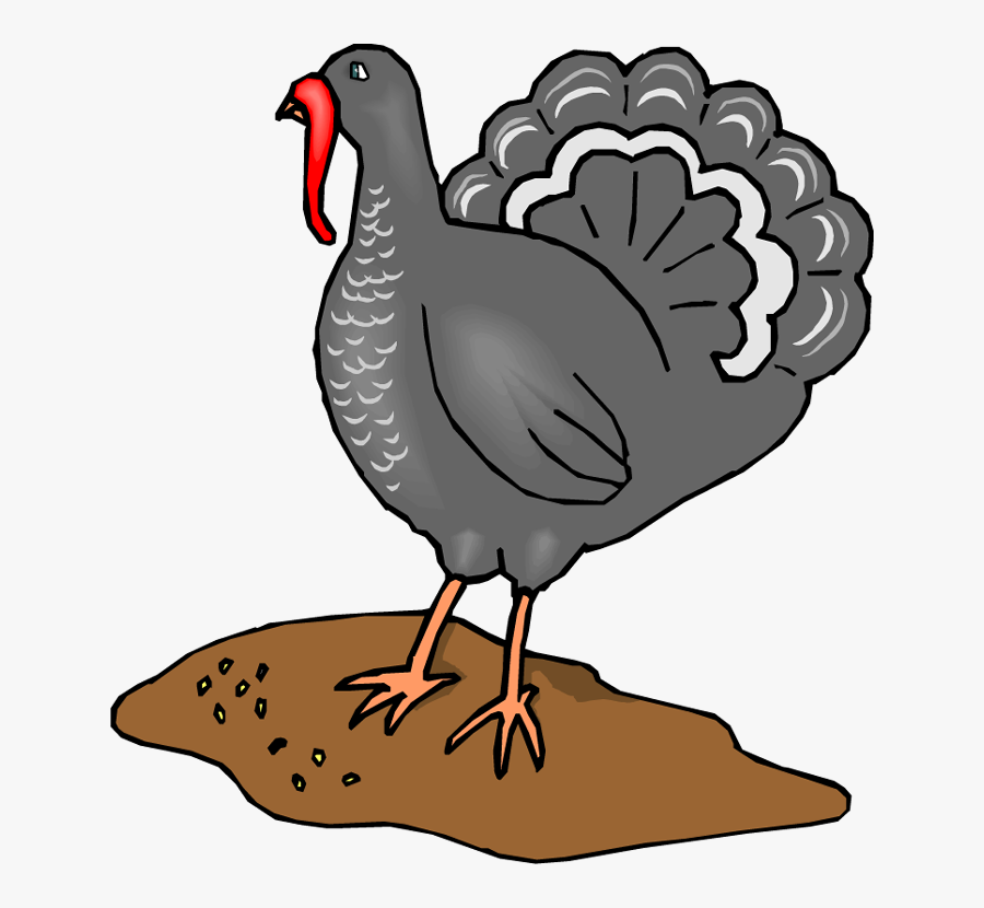 Cartoon Gray Turkey , Free Transparent Clipart - ClipartKey