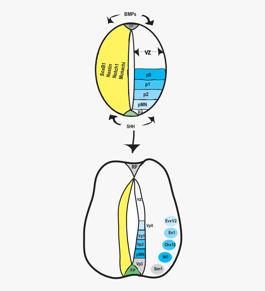 Vector Transparent Figure Regionalization Of The , Free Transparent ...