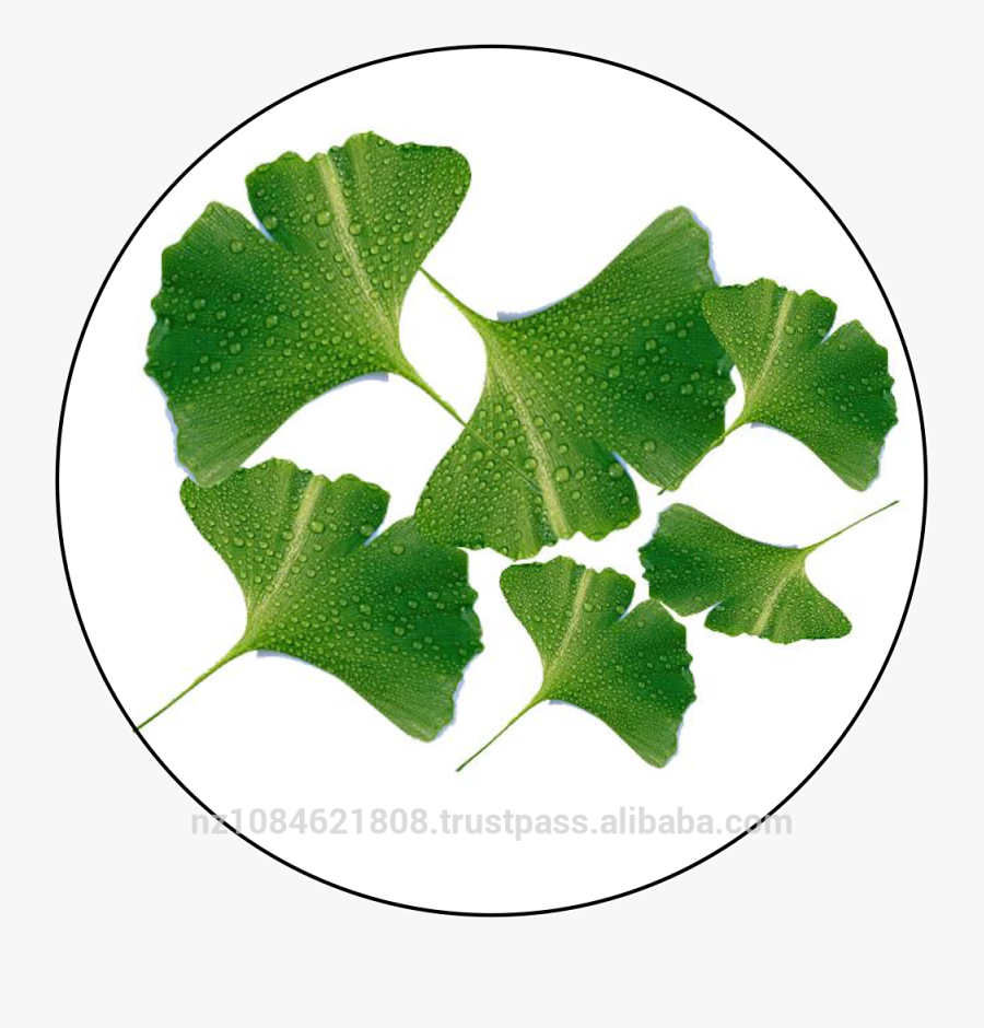 Transparent Ginkgo Tree Png - Ginkgo Biloba Clipart Png , Free ...