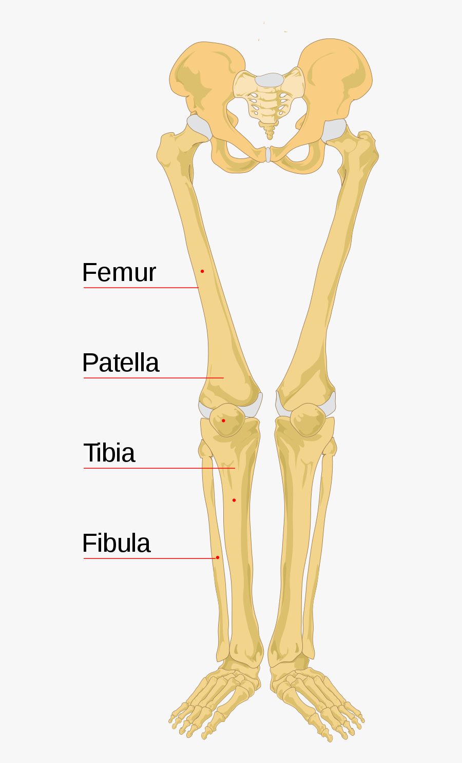 Clip Art Wikipedia - Human Skeleton , Free Transparent Clipart - ClipartKey
