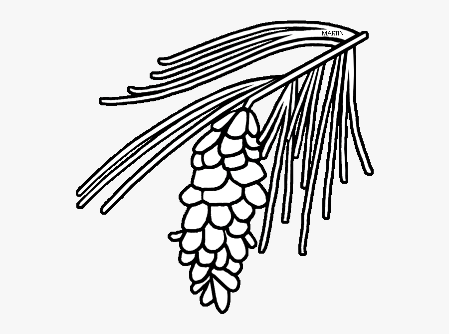 Michigan State Tree White Pine - White Pine Cone And Tassel Drawing ...