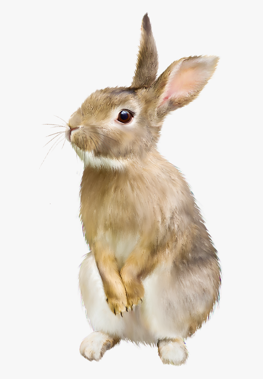 Transparent Background Rabbit Png , Free Transparent Clipart - ClipartKey