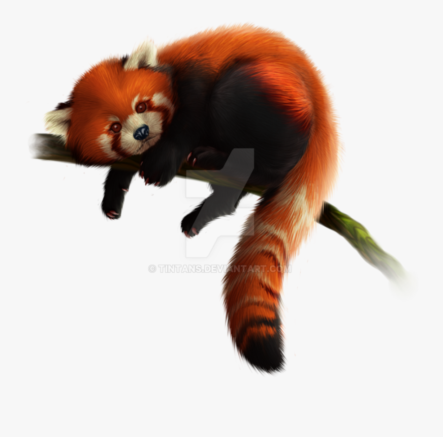 Red Panda Free Download Png - Red Panda Transparent Background , Free ...